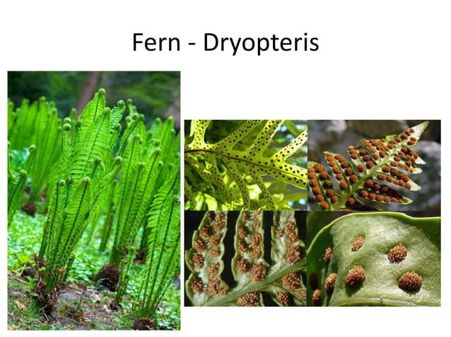 Bryophytes,Pteridophytes | PPTX