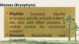 Bryophytes are a group of non-vascular plants that include mosses ...