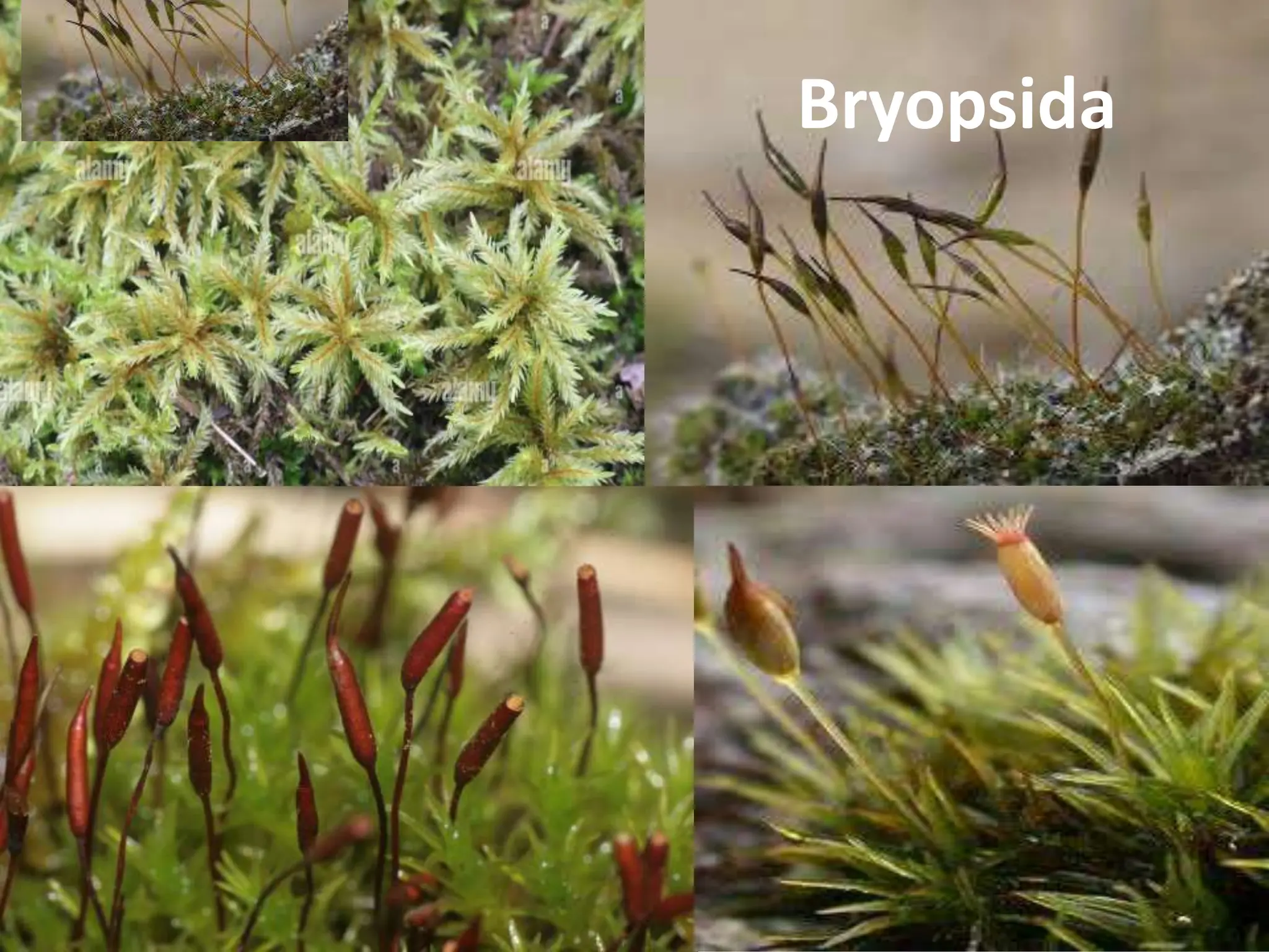 bryopsida general characters in detail.ppt