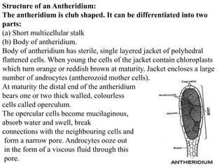 Bryopsida – funaria | PPTX