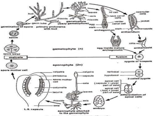 Bryopsida – funaria | PPTX