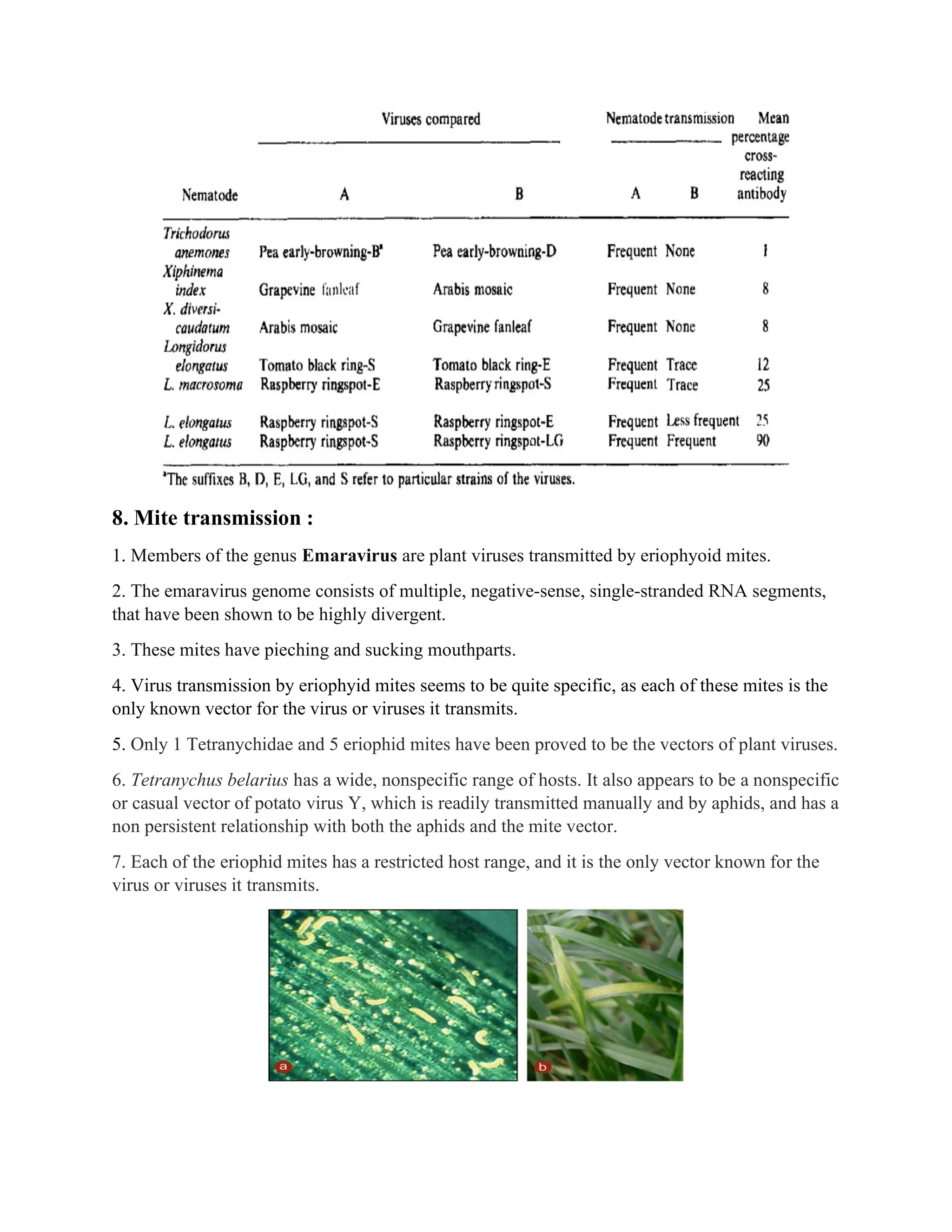 Virus transmission and dissemination in plants Sarah Ashfaq 51.pdf