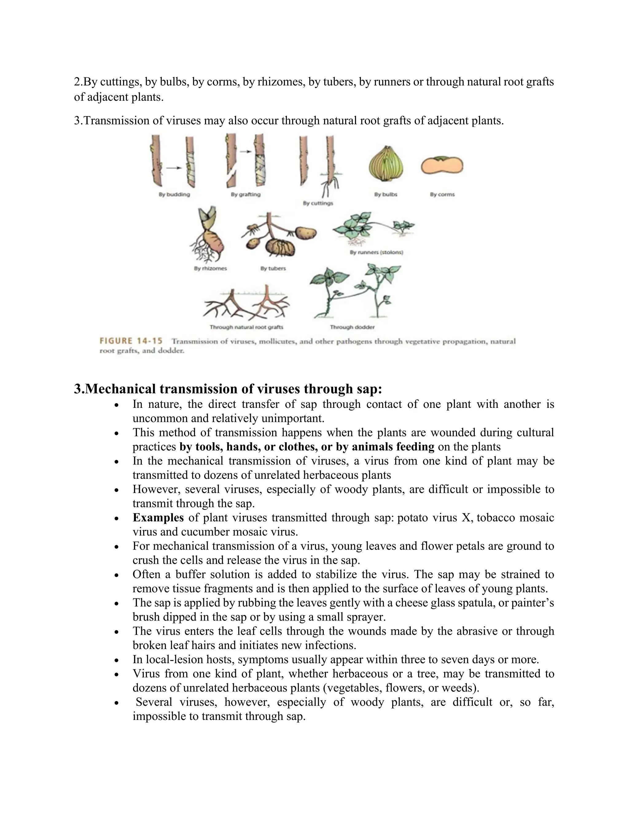 Virus transmission and dissemination in plants Sarah Ashfaq 51.pdf