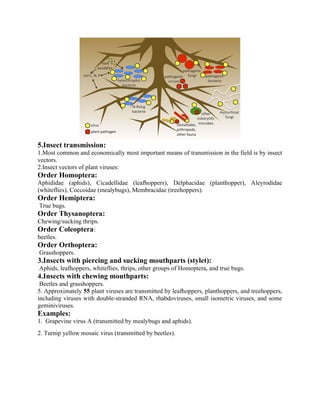 Virus transmission and dissemination in plants Sarah Ashfaq 51.pdf