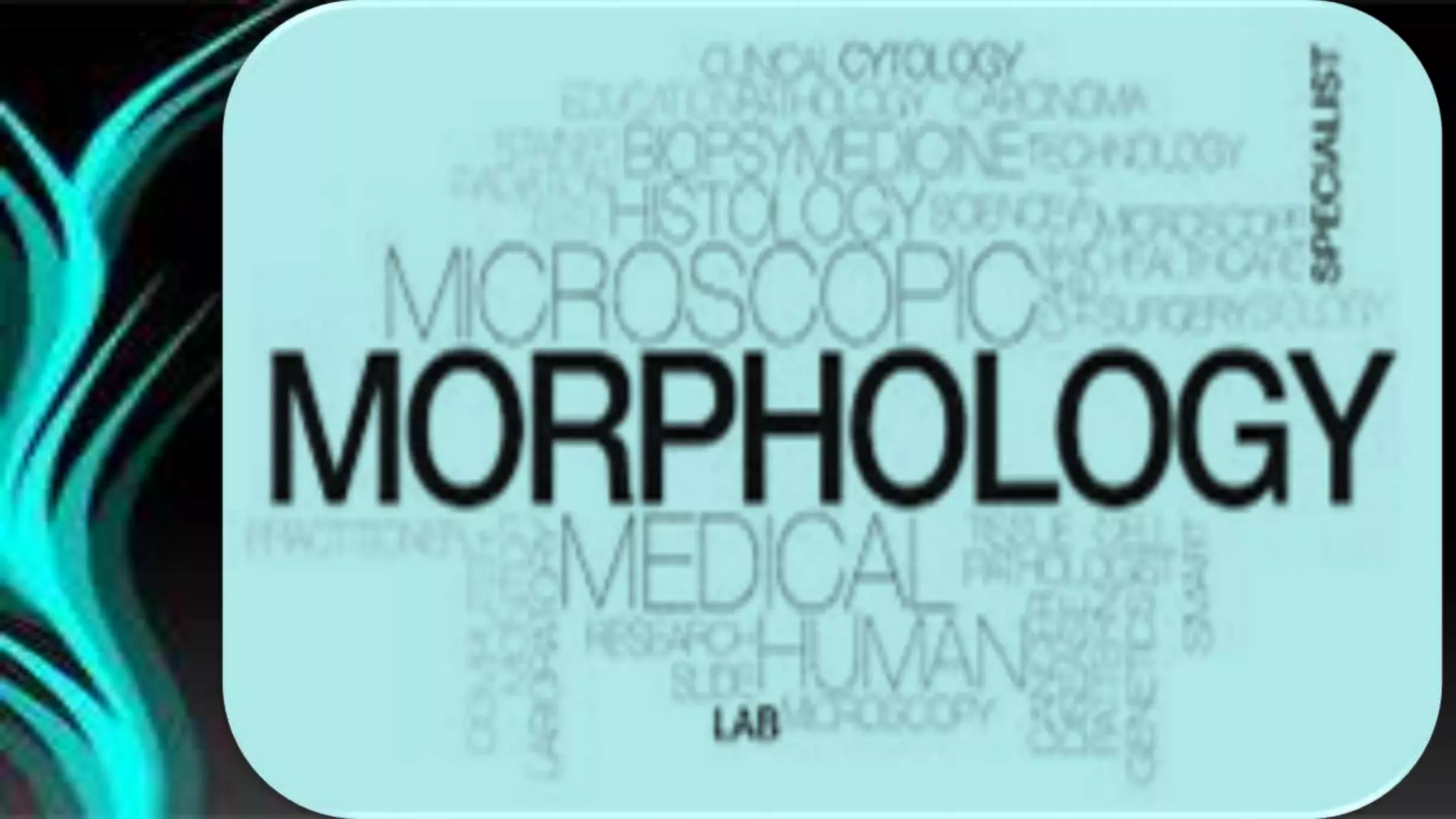 morphological productivity | PPTX