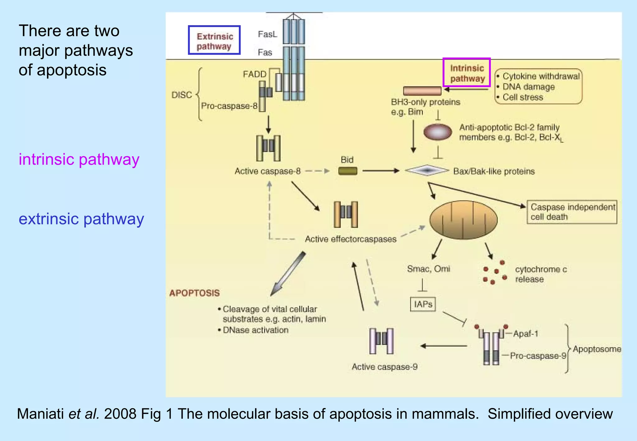 Bs963 apoptosis 09-10 | PPT