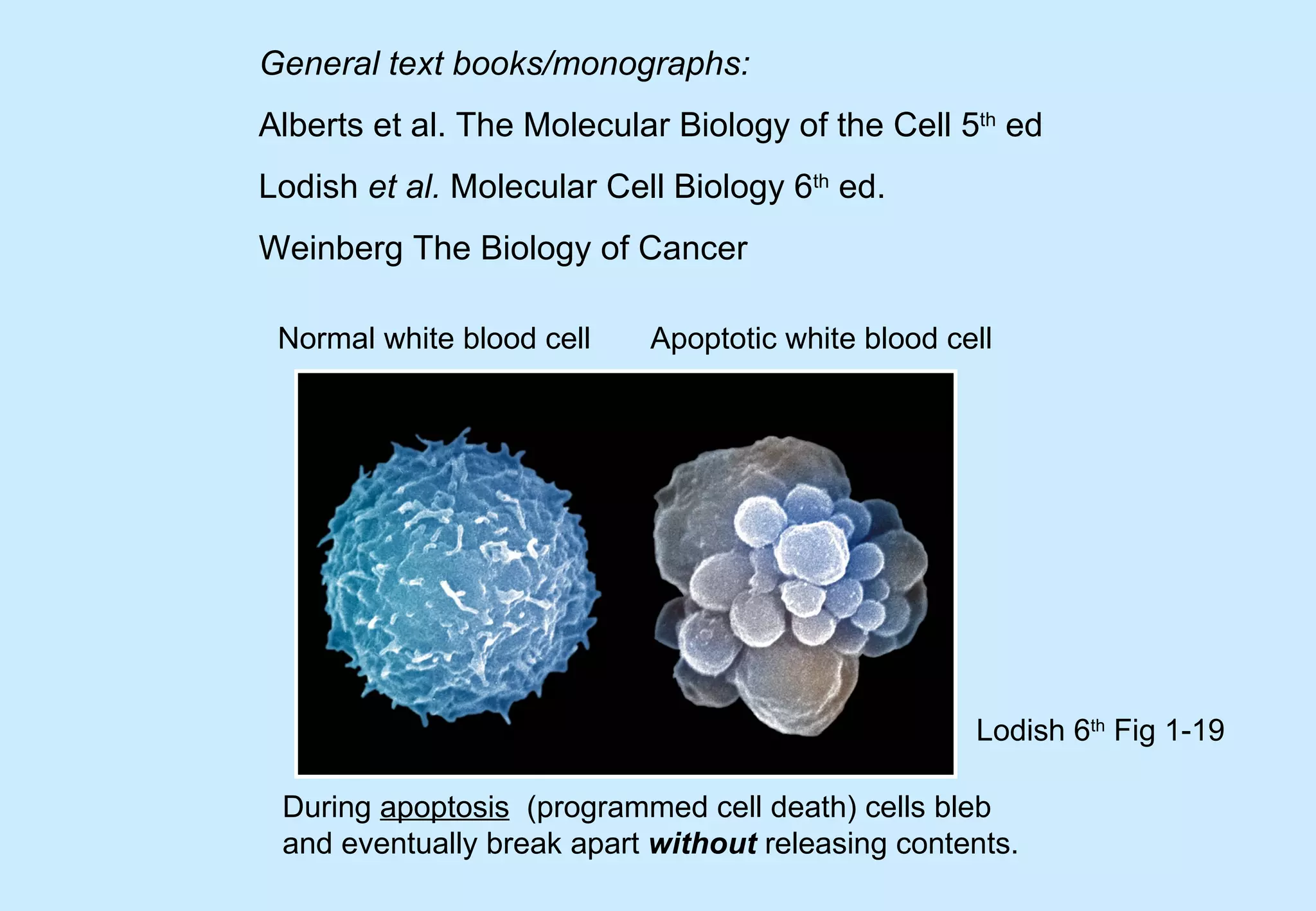 Bs963 apoptosis 09-10 | PPT