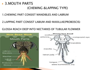 morphology of honeybee | PPTX