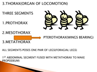 morphology of honeybee | PPTX