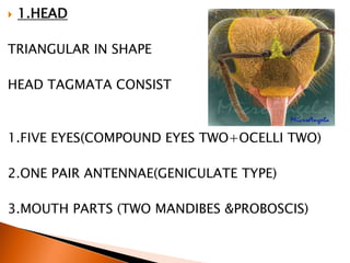 morphology of honeybee | PPTX