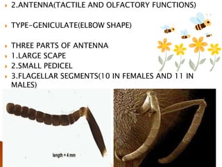 morphology of honeybee | PPTX
