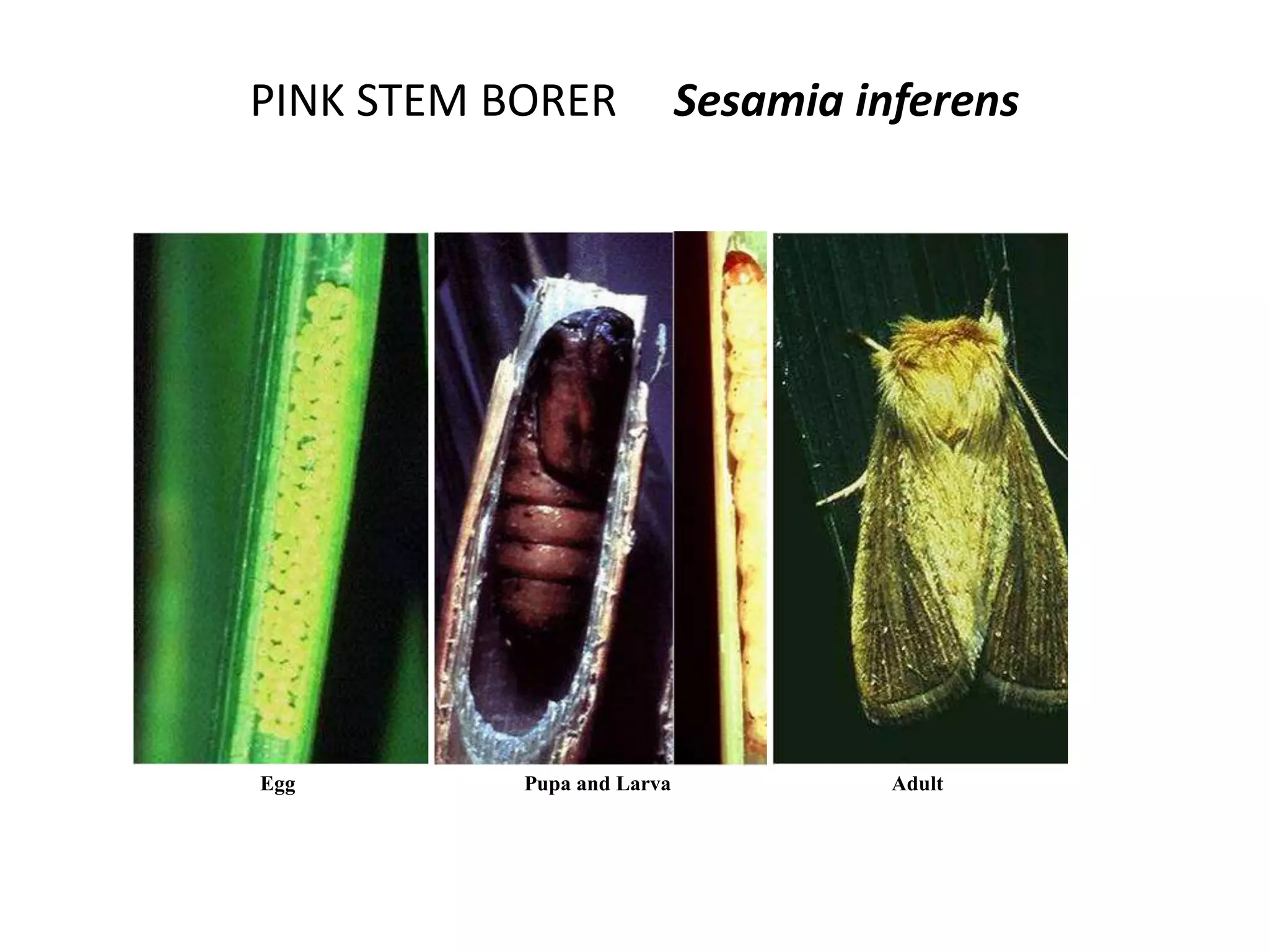 INTEGRATED PEST MANAGEMENT IN MAIZE | PPTX