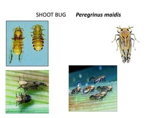 INTEGRATED PEST MANAGEMENT IN MAIZE | PPTX