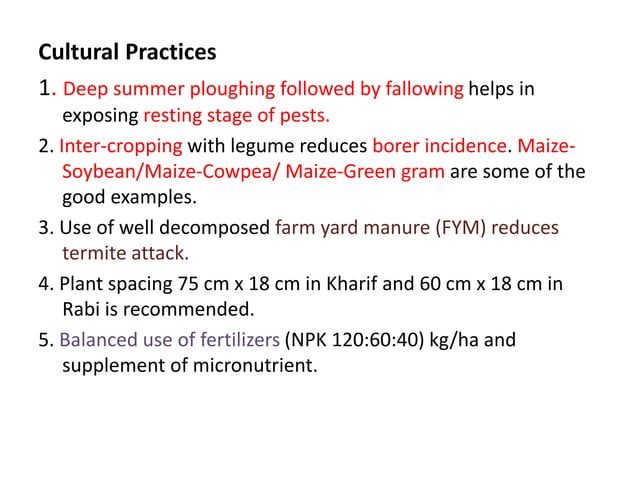 INTEGRATED PEST MANAGEMENT IN MAIZE | PPTX | Agriculture | Industries