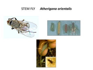 INTEGRATED PEST MANAGEMENT IN MAIZE | PPTX