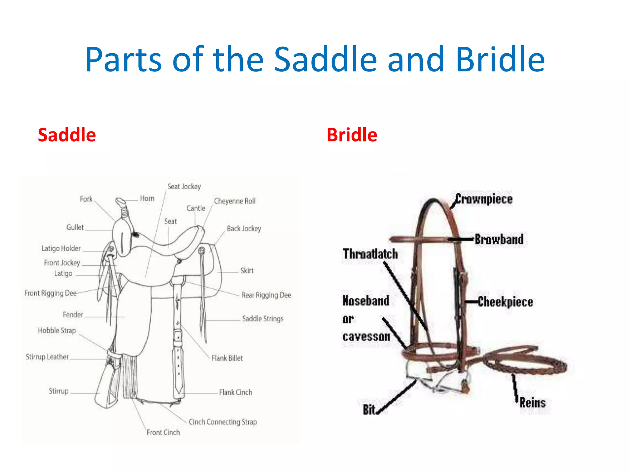 BSA Horsemanship MB | PPTX