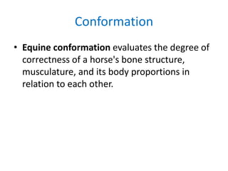 BSA Horsemanship MB | PPTX