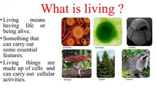 1st class the_living_world | PPT