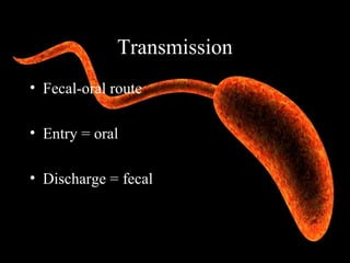 vibro cholerae (physiology and toxicology of this bacteria | PPT