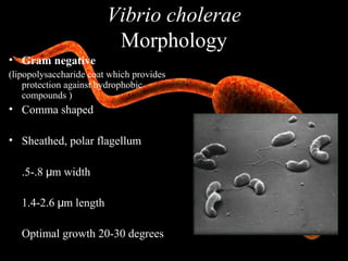 vibro cholerae (physiology and toxicology of this bacteria | PPT