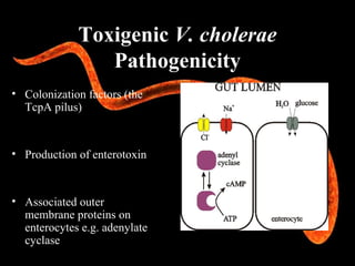 vibro cholerae (physiology and toxicology of this bacteria | PPT