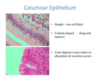 EPITHELIA TISSUES.pdf