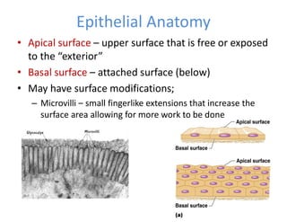 EPITHELIA TISSUES.pdf