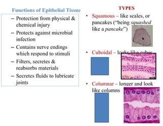 EPITHELIA TISSUES.pdf