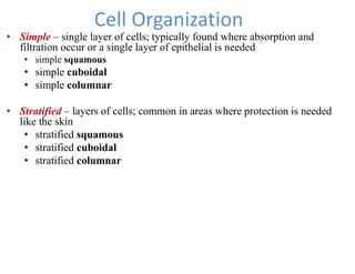 EPITHELIA TISSUES.pdf