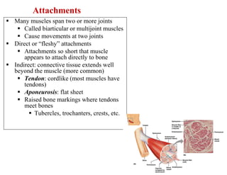 MUSCULAR TISSUES.pdf