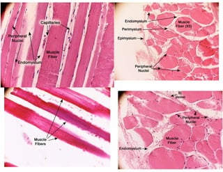 MUSCULAR TISSUES.pdf