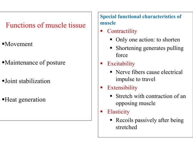 MUSCULAR TISSUES.pdf