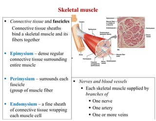 MUSCULAR TISSUES.pdf