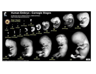 EMBRYOLOGY.pdf