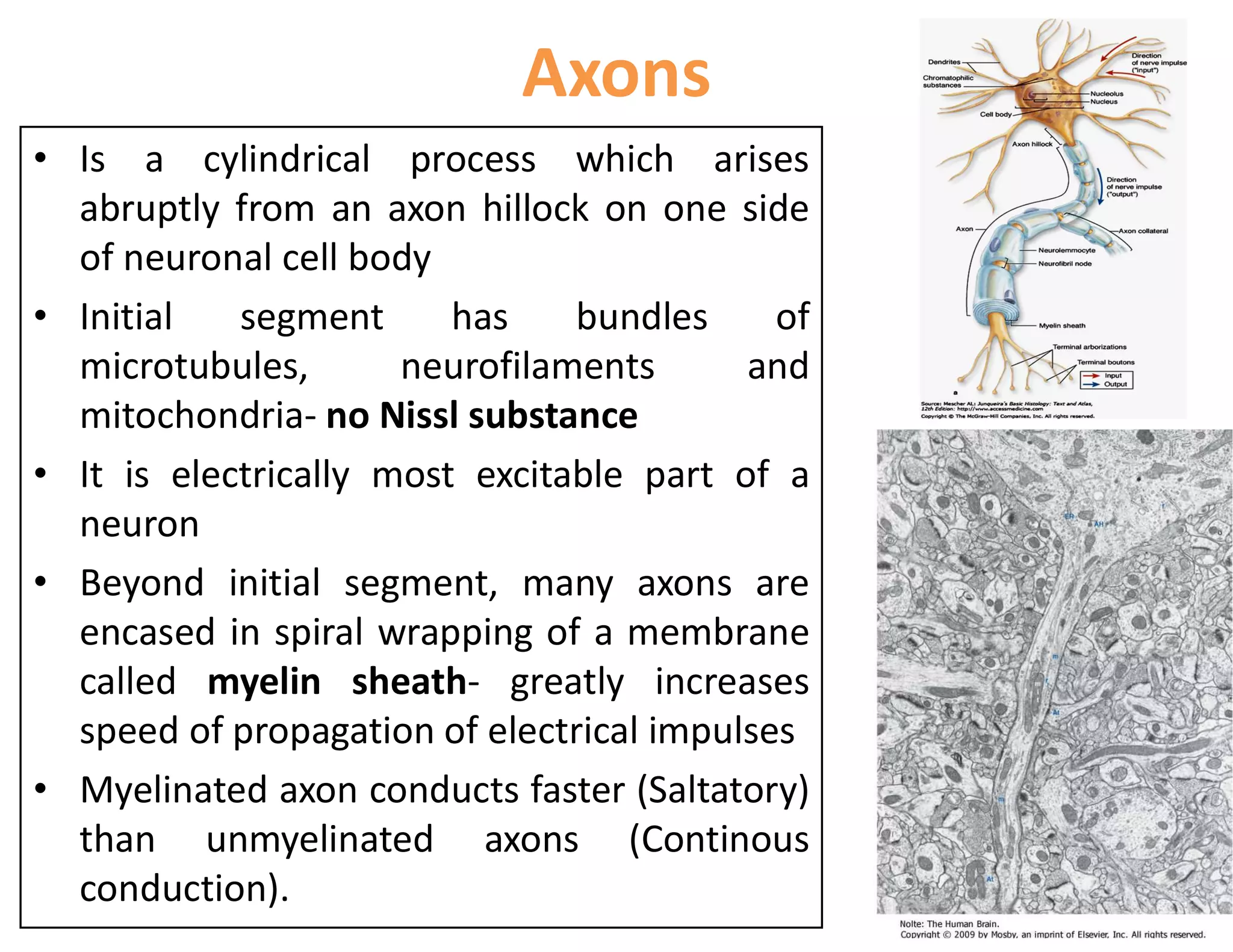 NERVOUS TISSUE.pdf