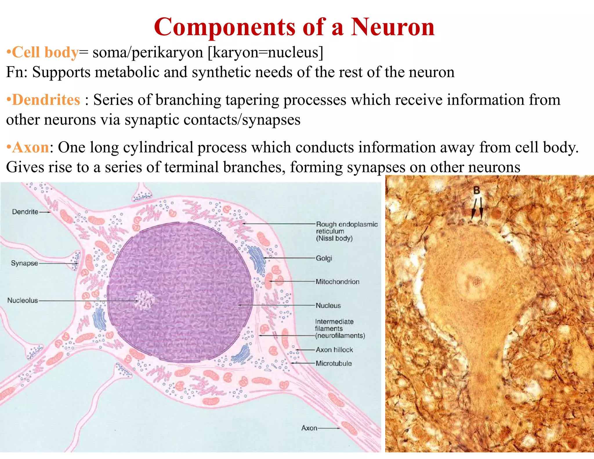 NERVOUS TISSUE.pdf