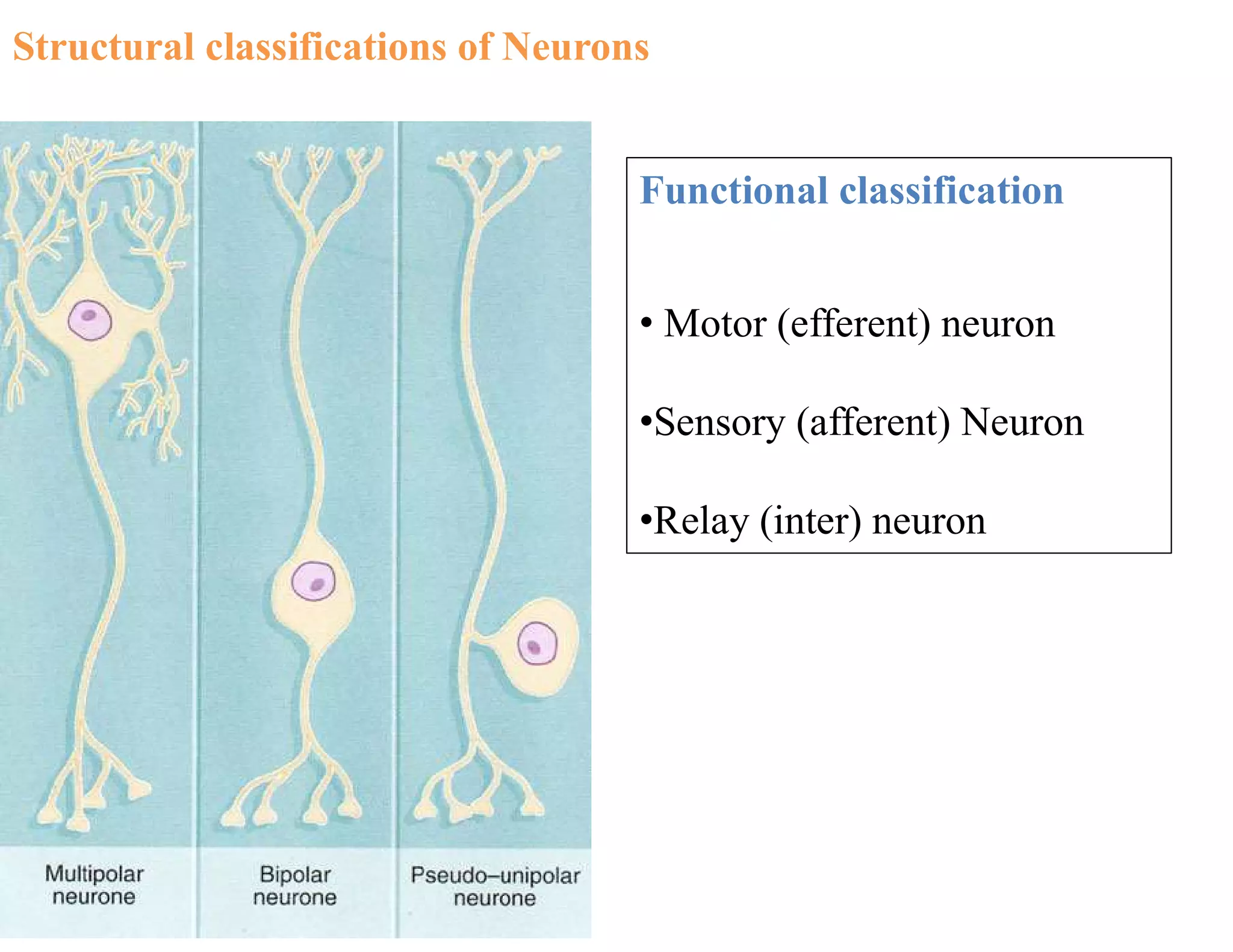 NERVOUS TISSUE.pdf