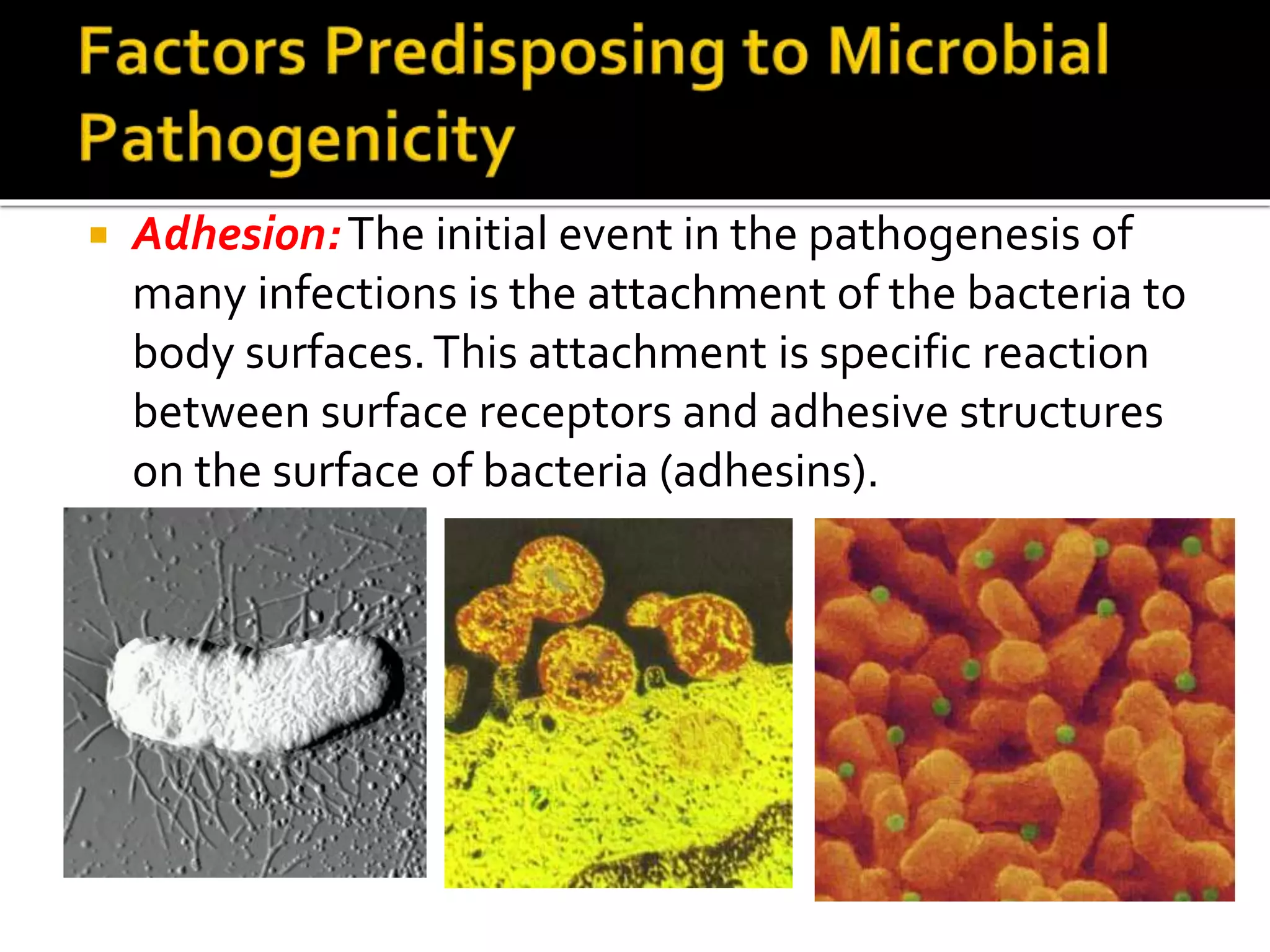 BSc. 1 Infection and Antigens.pptx