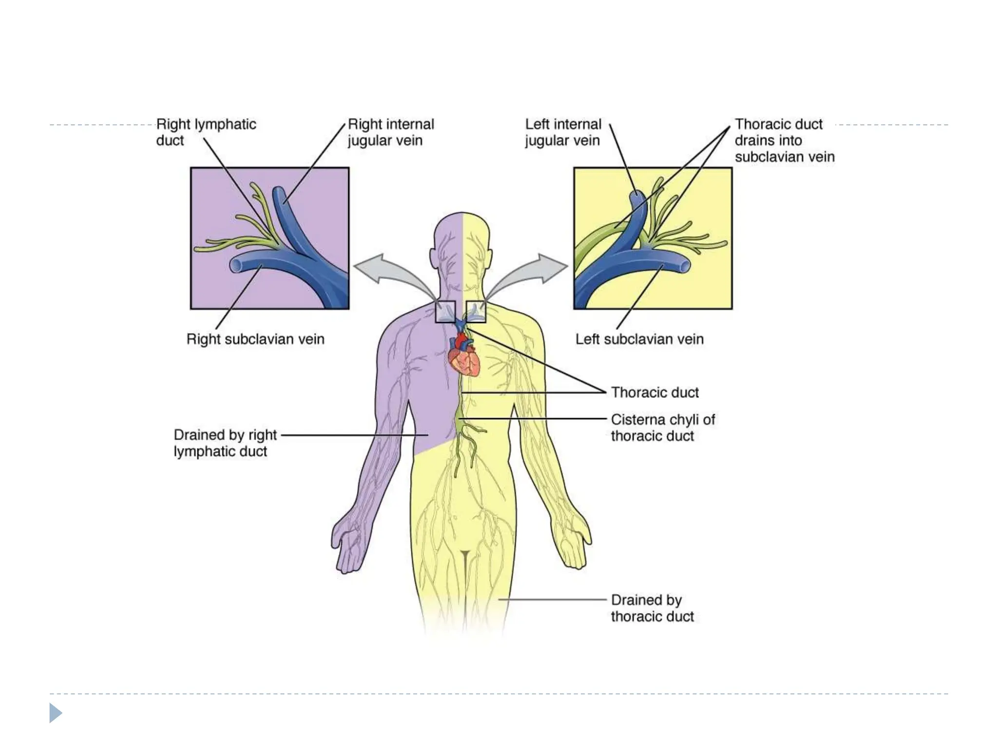 BSC nursing - LYMPHATIC SYSTEM notes.pptx