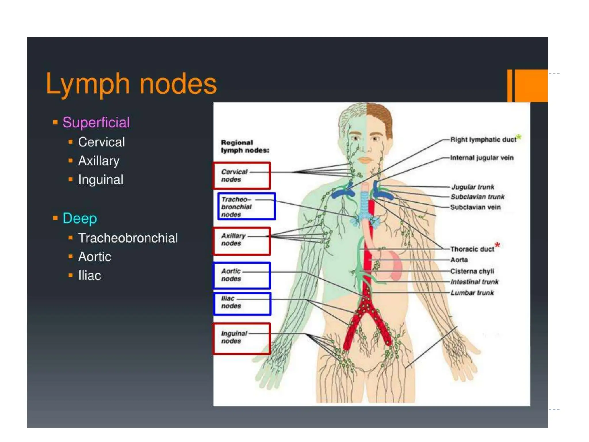 BSC nursing - LYMPHATIC SYSTEM notes.pptx