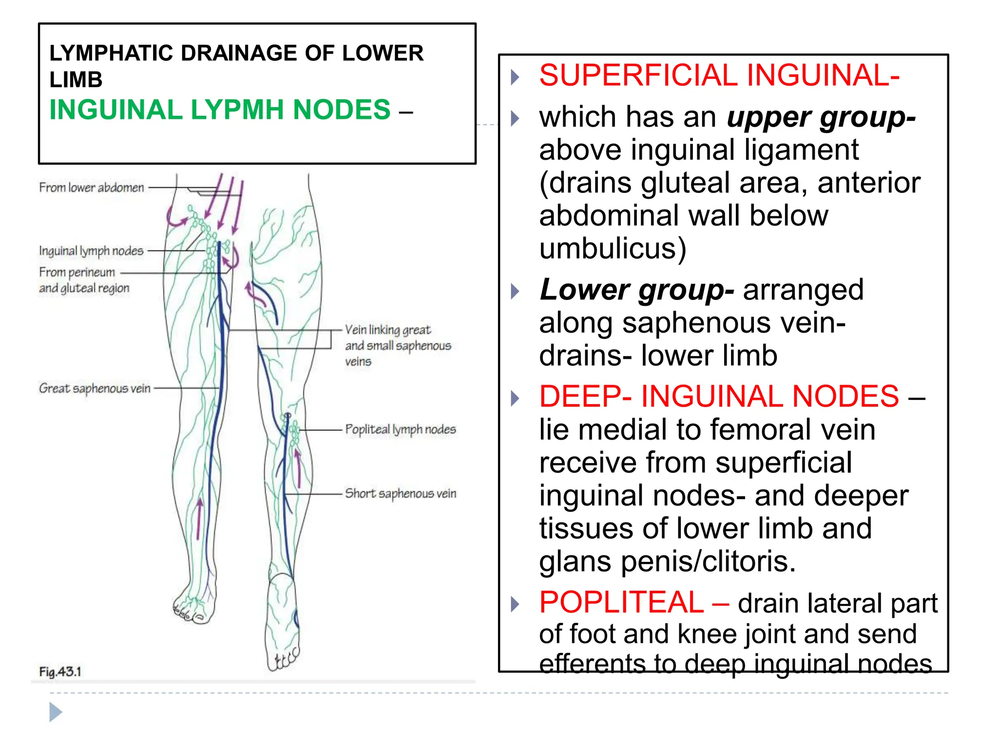 BSC nursing - LYMPHATIC SYSTEM notes.pptx
