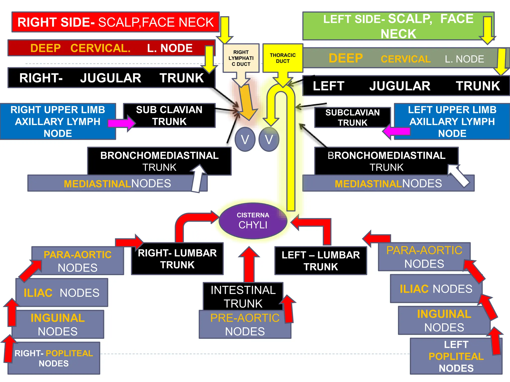 BSC nursing - LYMPHATIC SYSTEM notes.pptx
