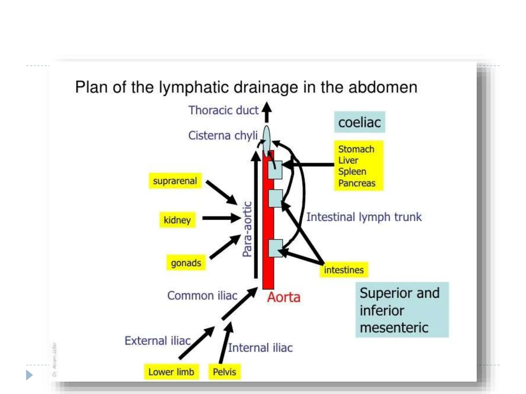 BSC nursing - LYMPHATIC SYSTEM notes.pptx