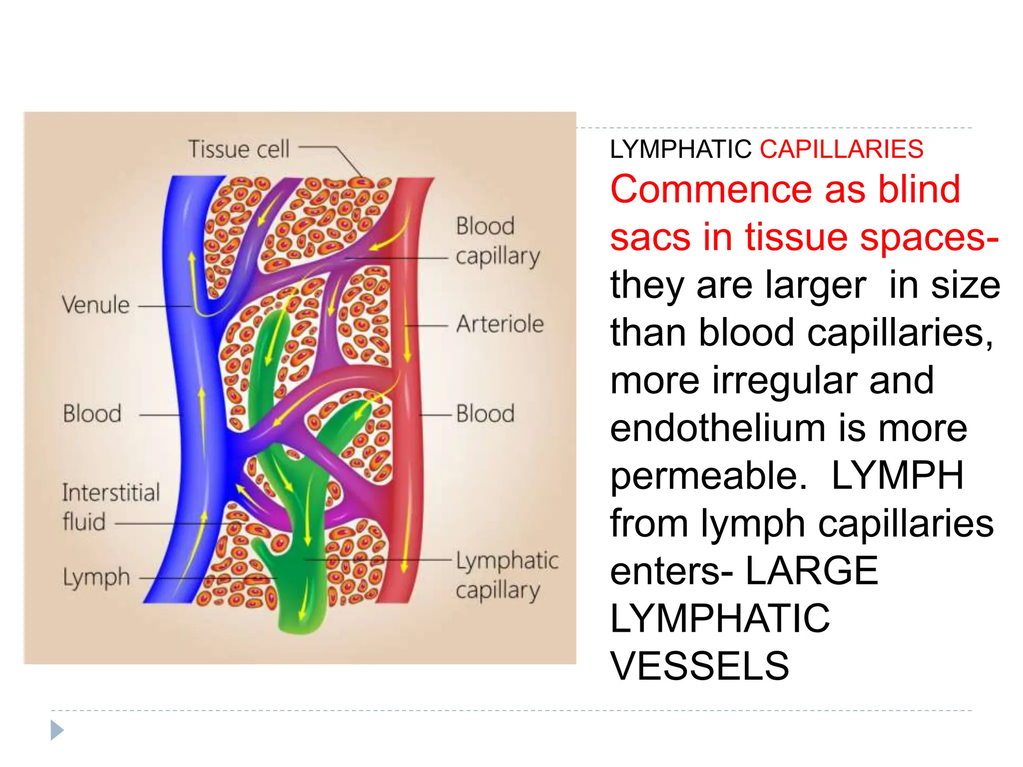 BSC nursing - LYMPHATIC SYSTEM notes.pptx