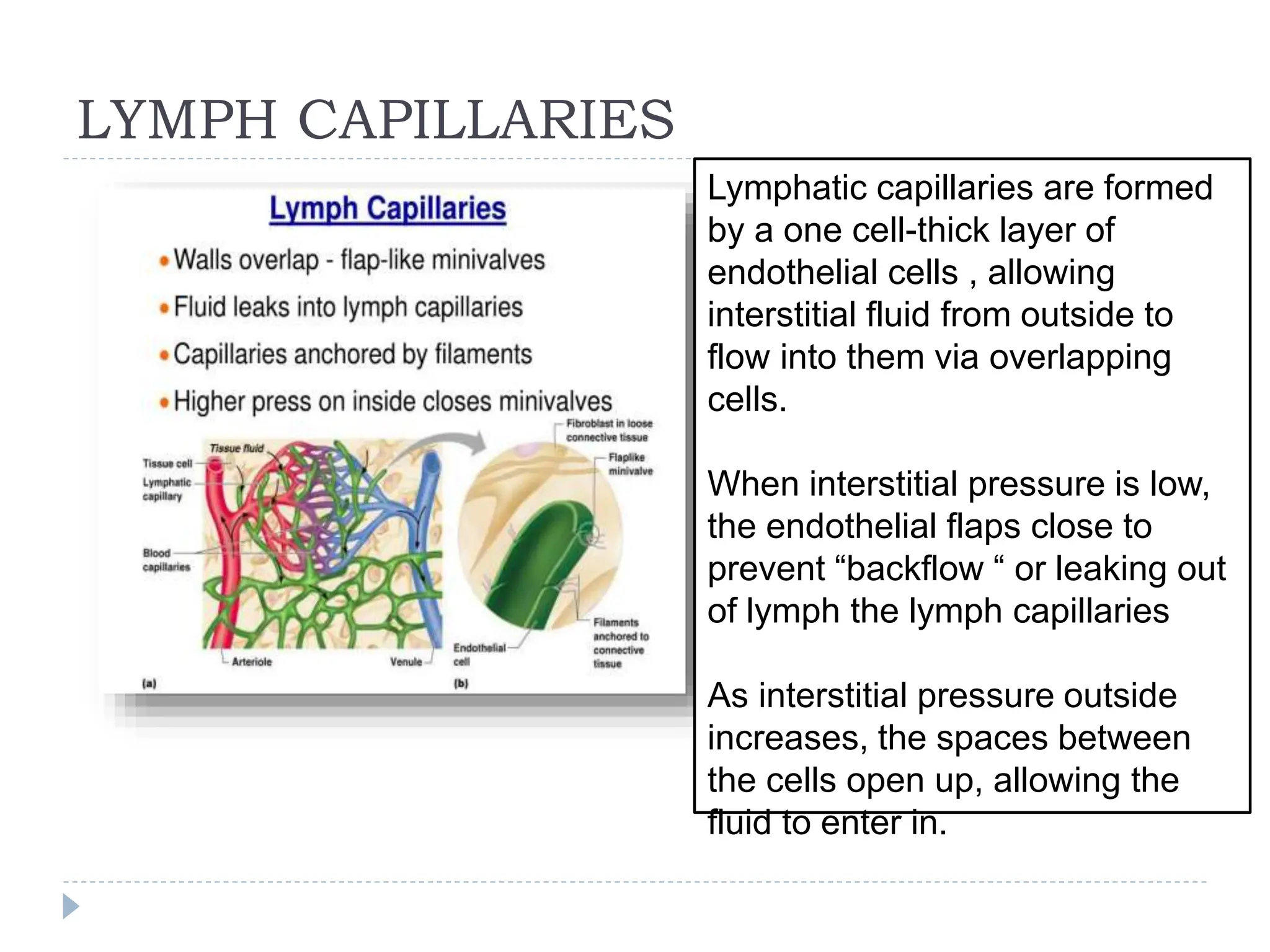 BSC nursing - LYMPHATIC SYSTEM notes.pptx