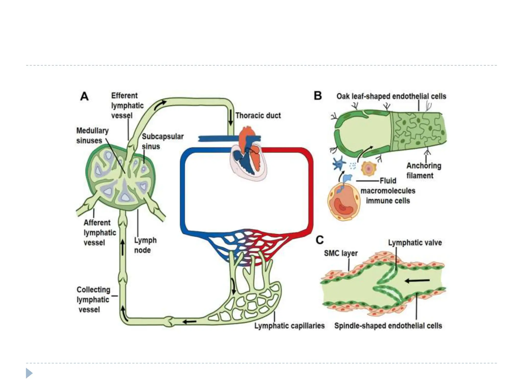 BSC nursing - LYMPHATIC SYSTEM notes.pptx