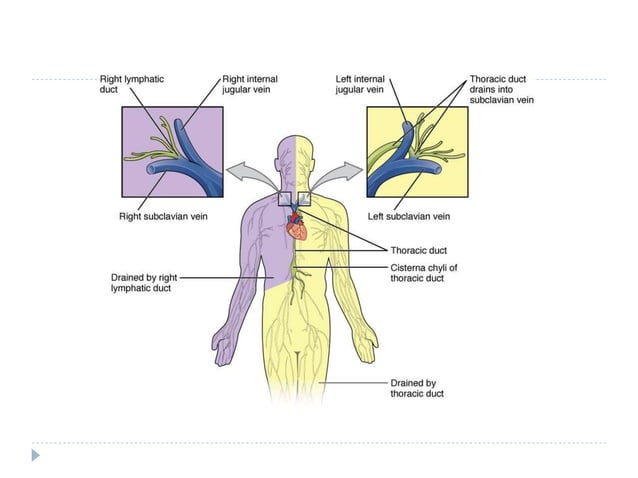 BSC nursing - LYMPHATIC SYSTEM notes.pptx | Blood Disorders | Diseases ...