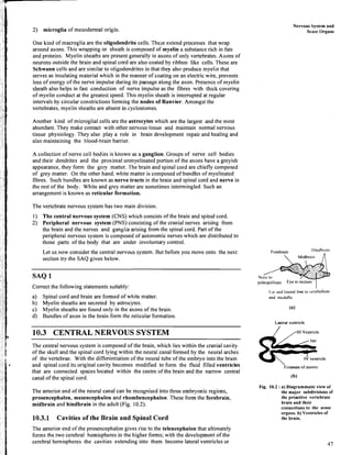 BSc-Zoology-02Sem-DrVijay-Comparative anatomy of vertebrates.pdf