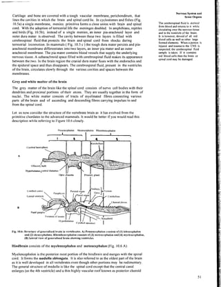 BSc-Zoology-02Sem-DrVijay-Comparative anatomy of vertebrates.pdf