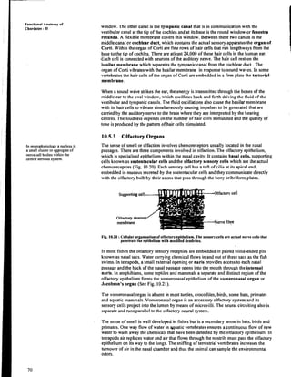 BSc-Zoology-02Sem-DrVijay-Comparative anatomy of vertebrates.pdf